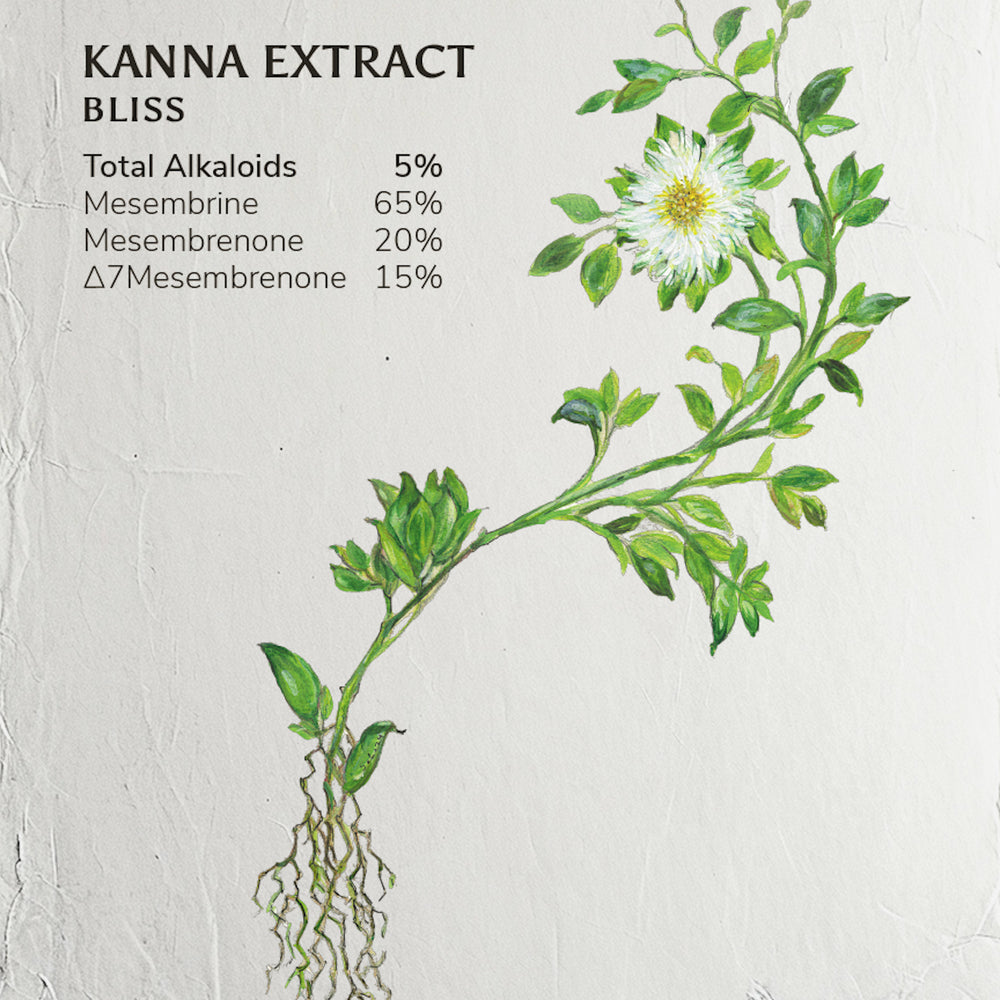 A Beginners Guide To Kanna – Kanna Extract Co.